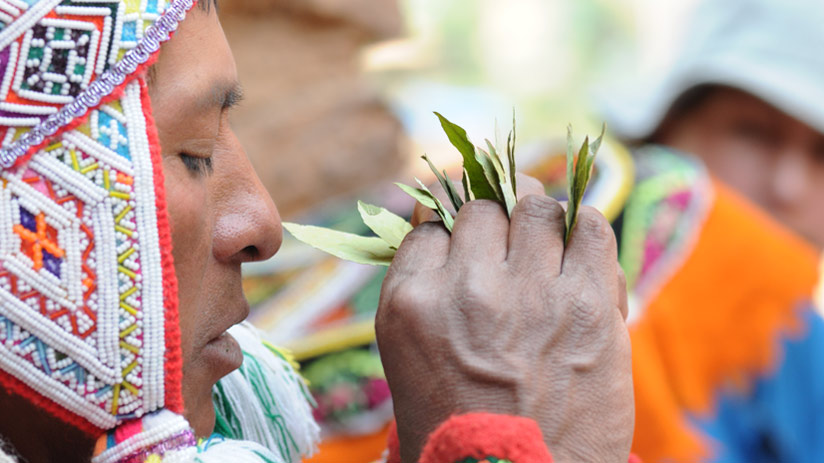 Coca Leaf Tea for Preventing Altitude Sickness in Cusco - Machu Travel ...